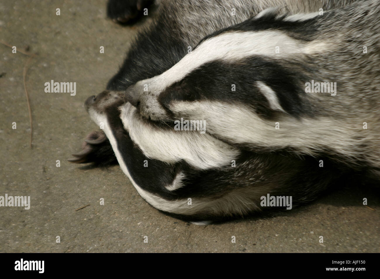 Badger zoo hi-res stock photography and images - Alamy
