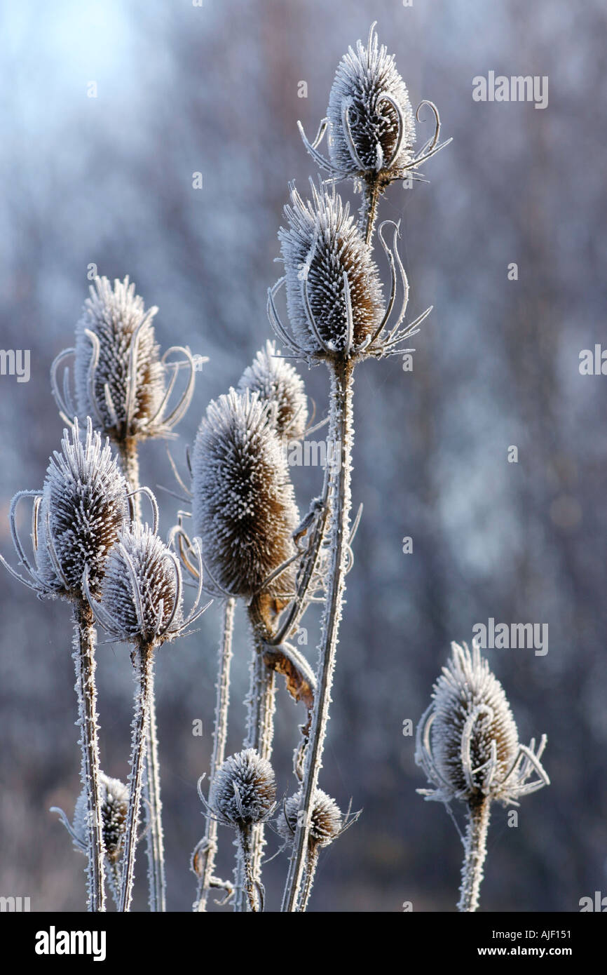 Teazle teazles hi-res stock photography and images - Alamy