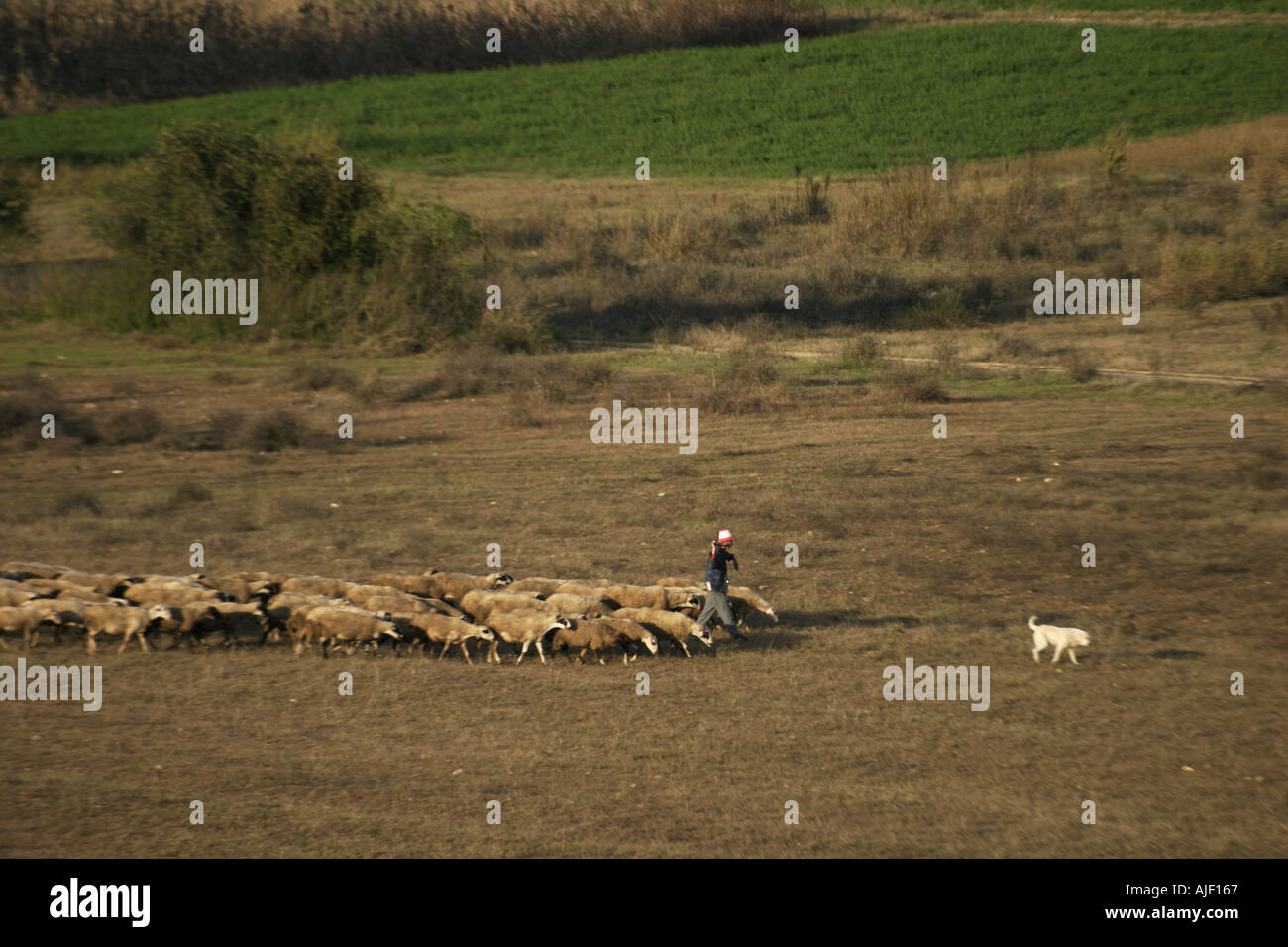 Sheepherder hi-res stock photography and images - Alamy