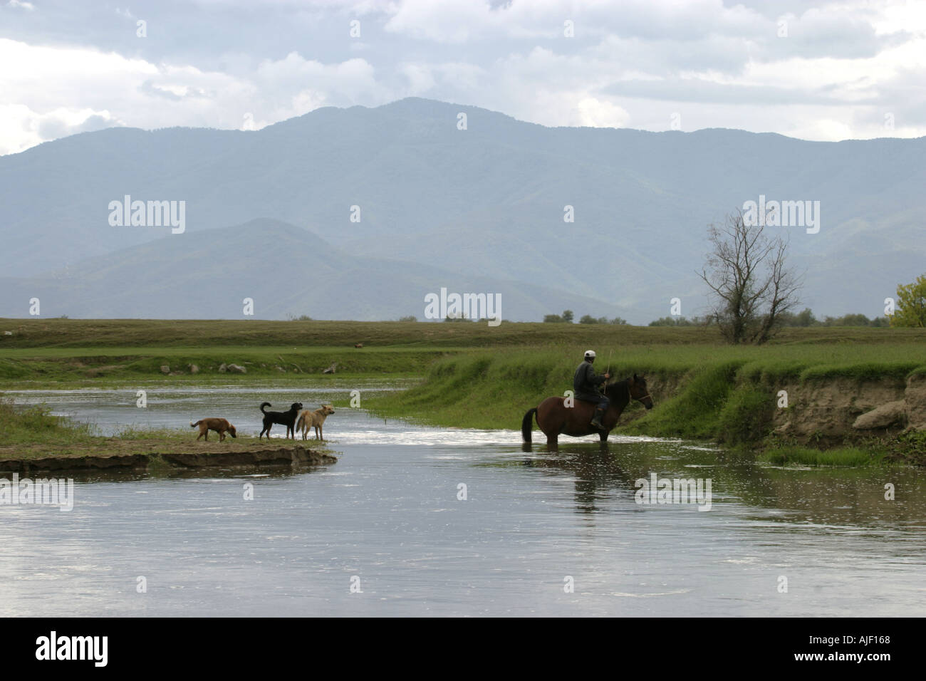 A sheepherder cross by river Strymonas at shallows followed by his dogs ...