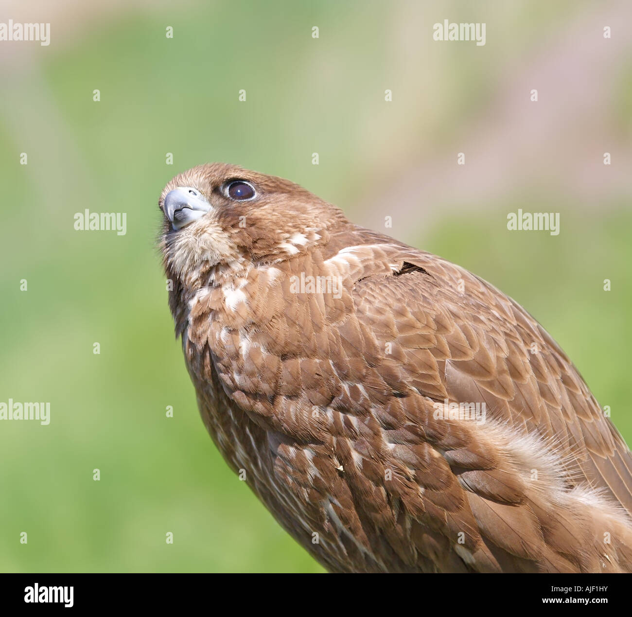 Russia falconry hi-res stock photography and images - Alamy