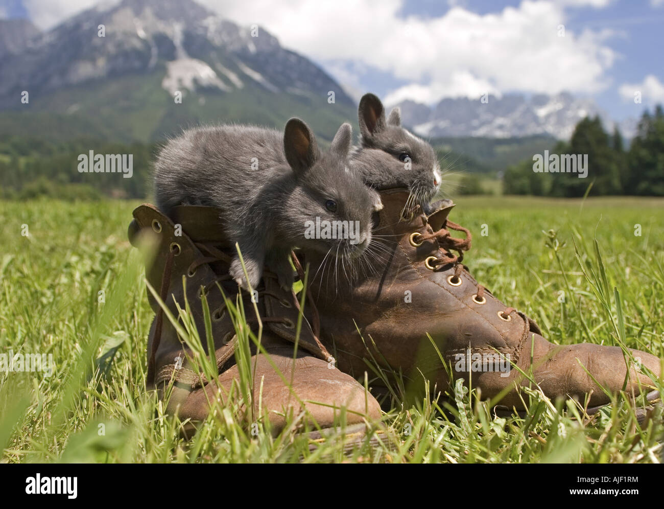 Bunny boots hi-res stock photography and images - Alamy