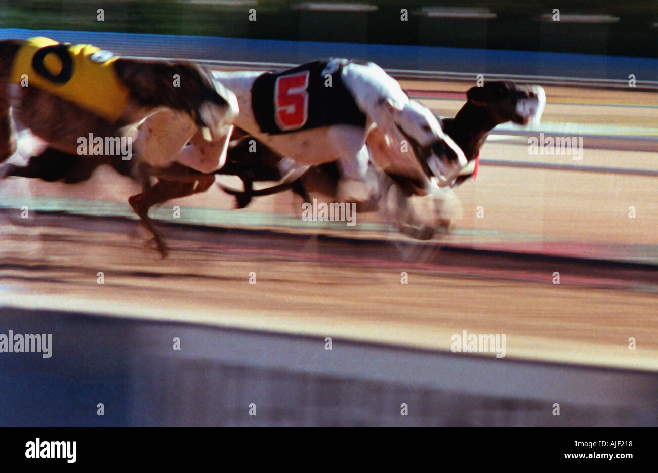 Dogs heading into the final stretch Stock Photo - Alamy