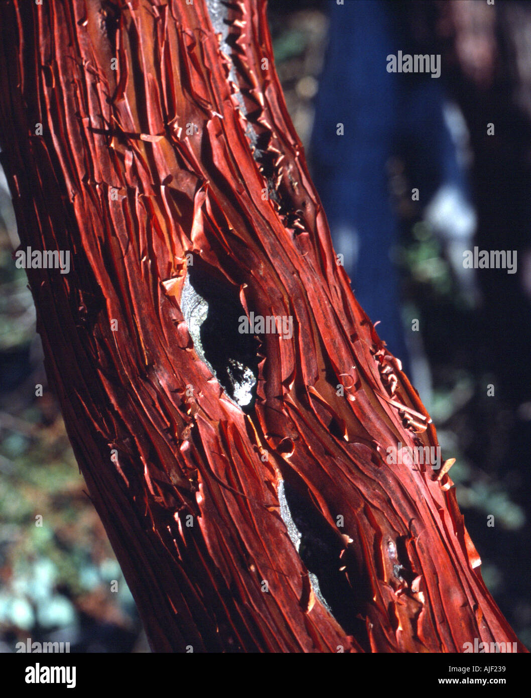 Common manzanita hi-res stock photography and images - Alamy