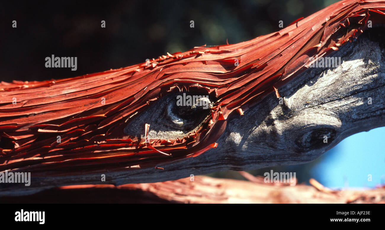 Common manzanita hi-res stock photography and images - Alamy