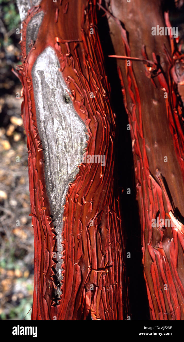 Common manzanita hi-res stock photography and images - Alamy