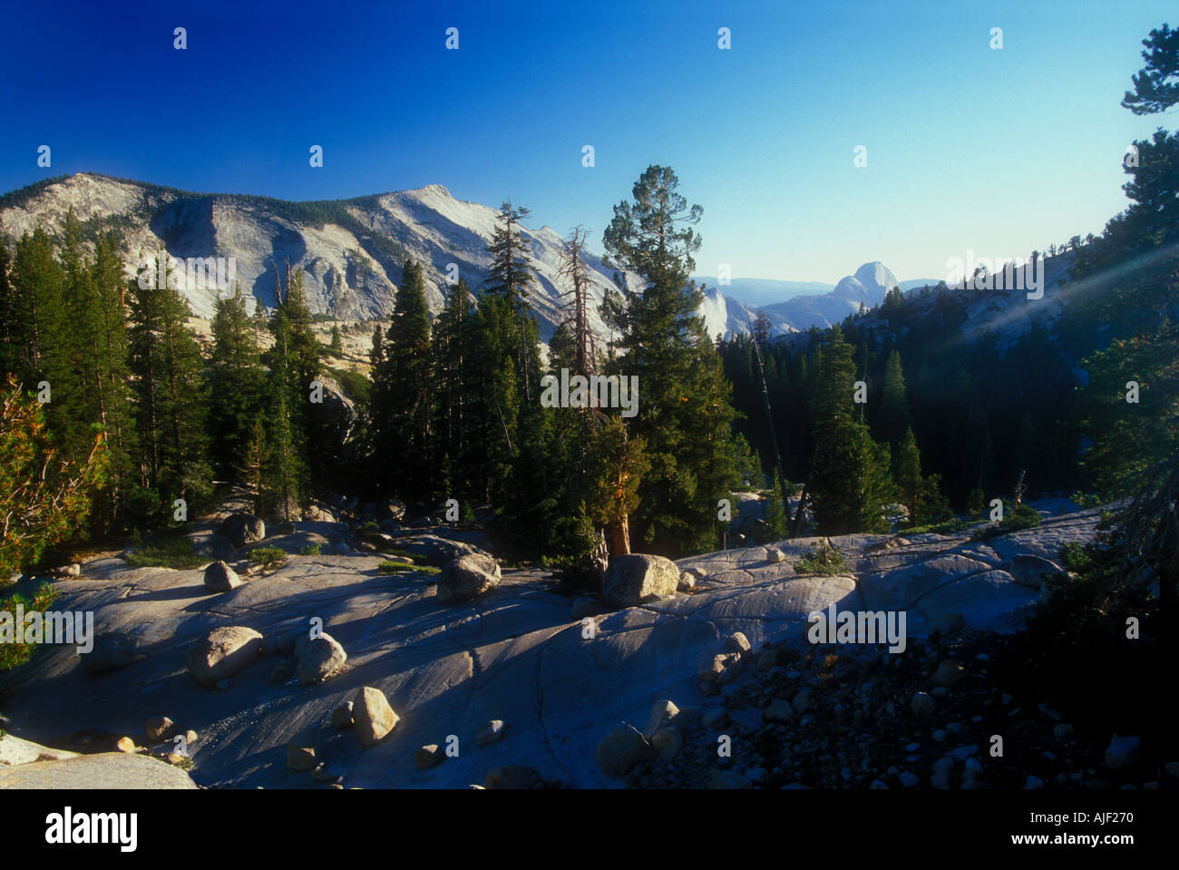 Yosemite National Park Olmstead Point Half Dome Western Juniper Tree ...