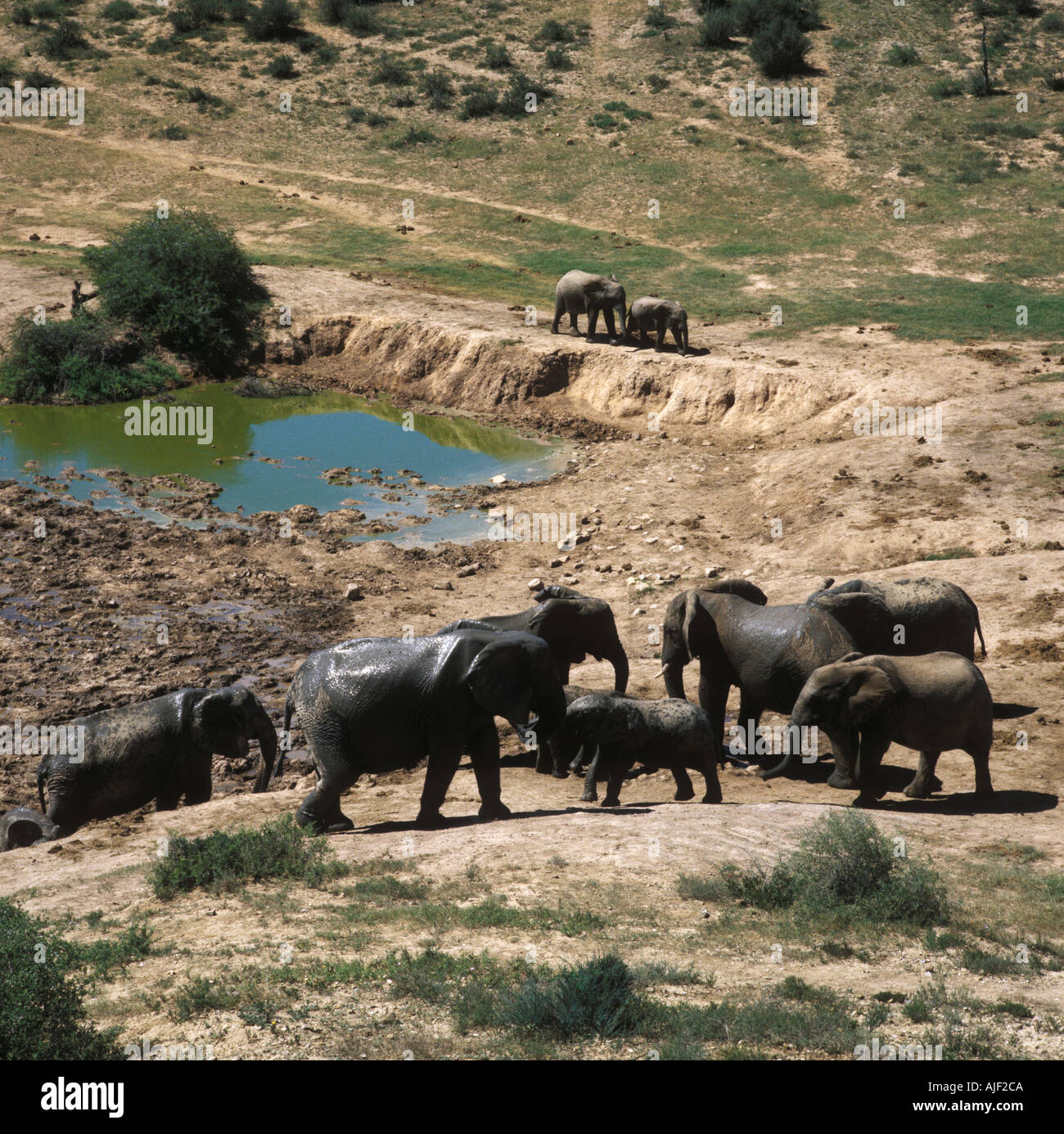 Eleven wild animals hi-res stock photography and images - Alamy