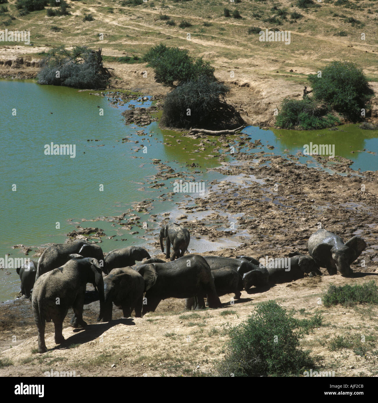 Eleven animals hi-res stock photography and images - Alamy