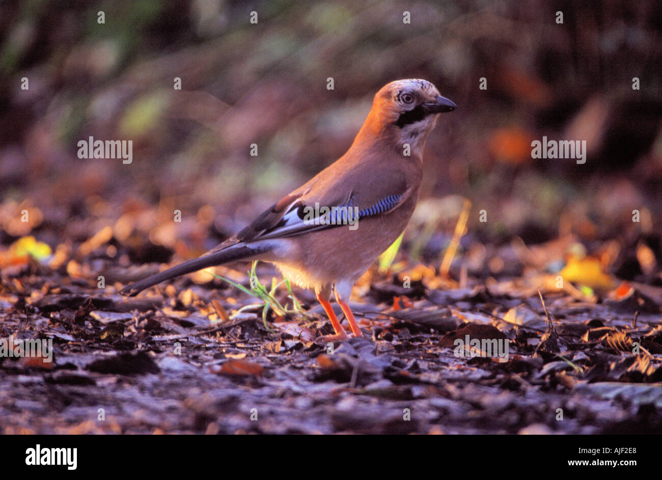 Foraging ground hi-res stock photography and images - Alamy