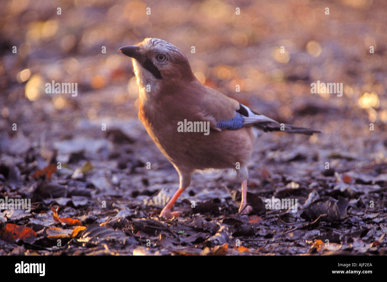 Foraging ground hi-res stock photography and images - Alamy