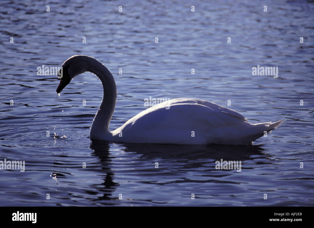 Semi fowl hi-res stock photography and images - Alamy