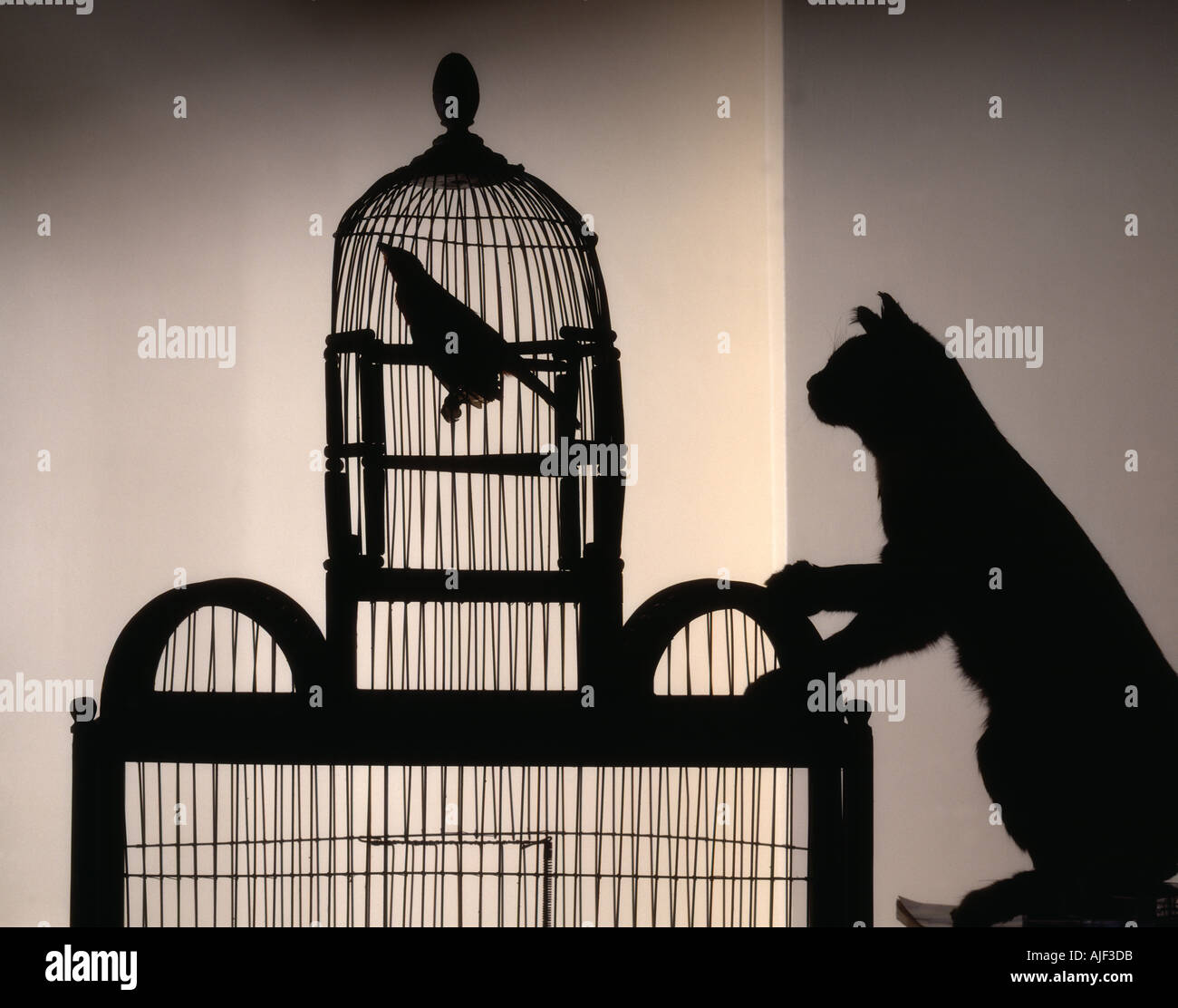Cat watching a bird in a cage Stock Photo - Alamy