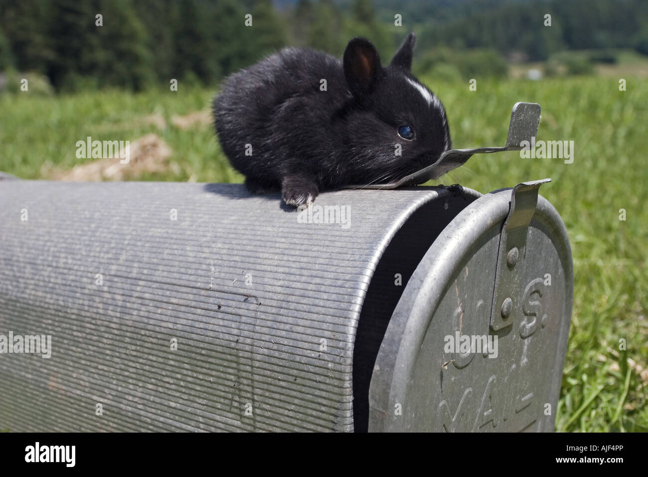Black bunny rabbit on US mail box Stock Photo - Alamy