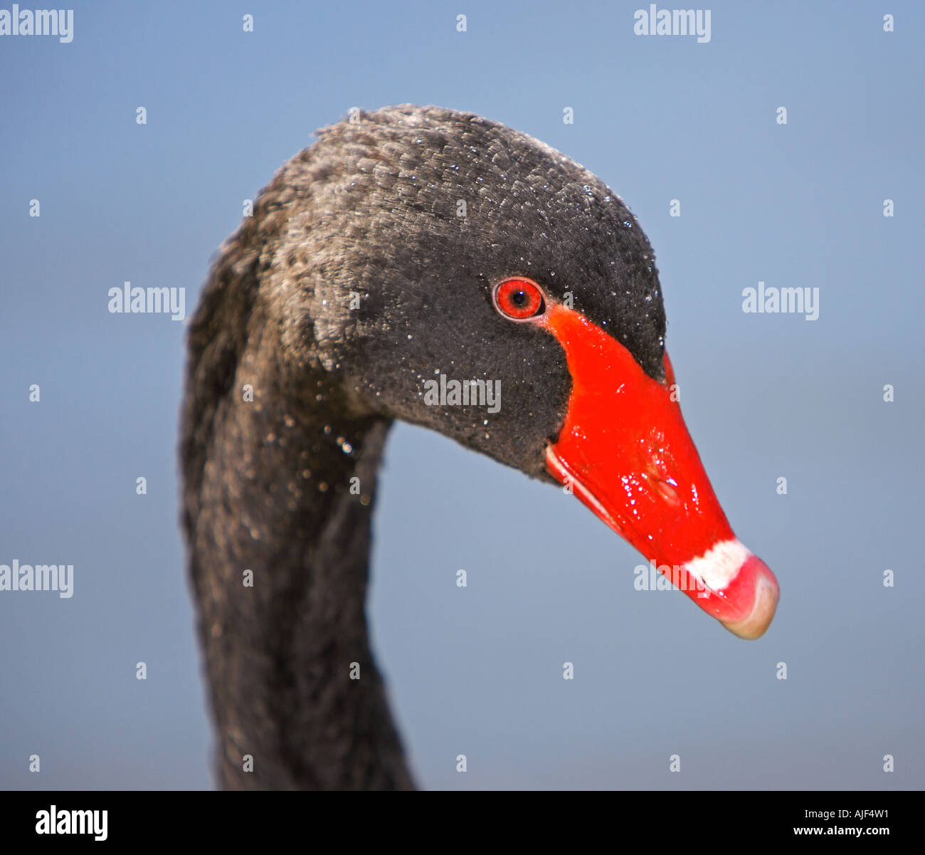 Black Necked Swan (Cygnus Melanocoryphus) at the Wales Wetlands Trust ...