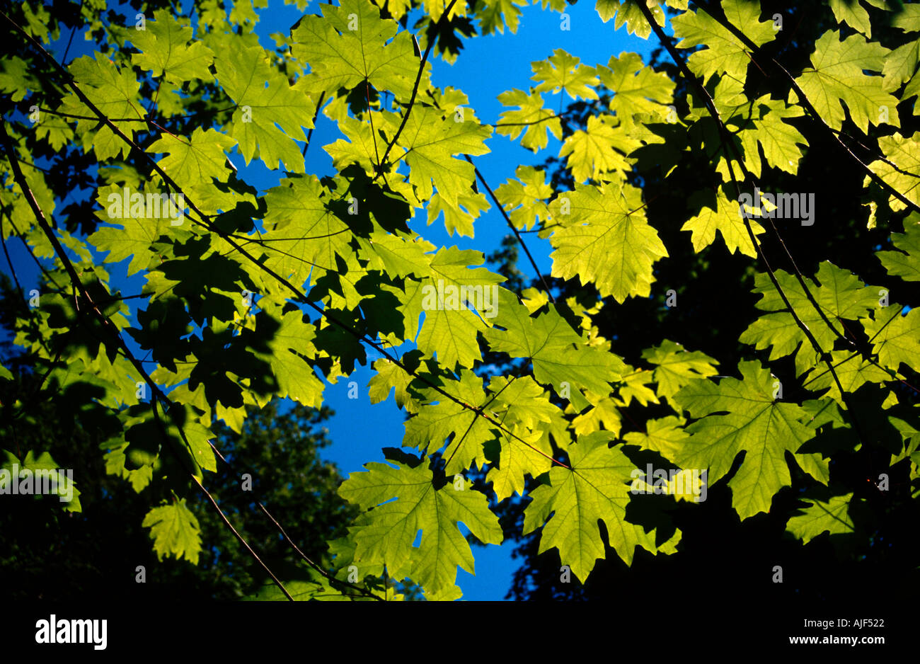 Canadian Maple Leaves Stock Photo - Alamy