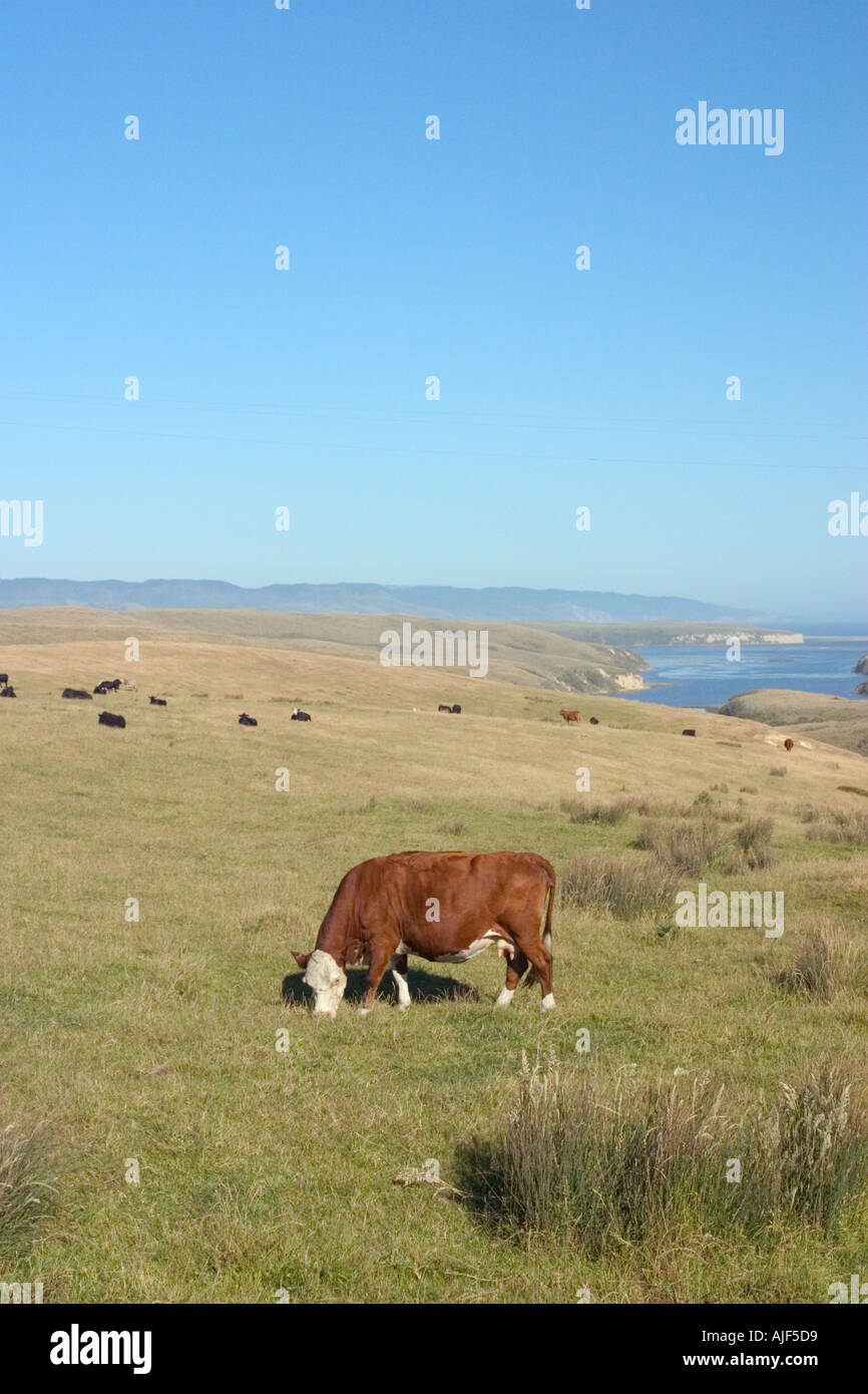 Cattle grazing on rangeland Pacific Coast in distance Point Reyes ...