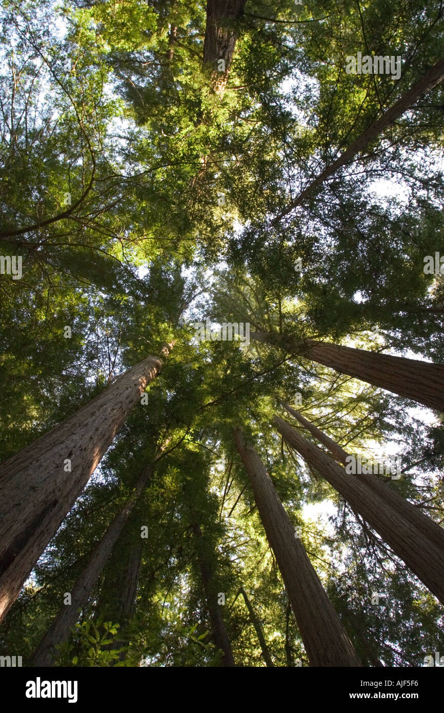 Towering coast redwood trees Sequoia sempervirens Afternoon sunshine ...