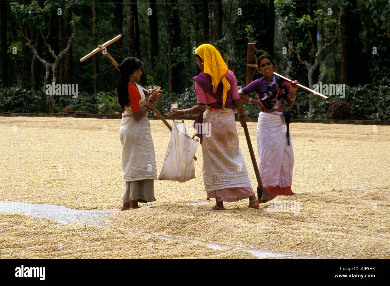 South India Kerala Village Life Drying Rice Stock Photo - Alamy