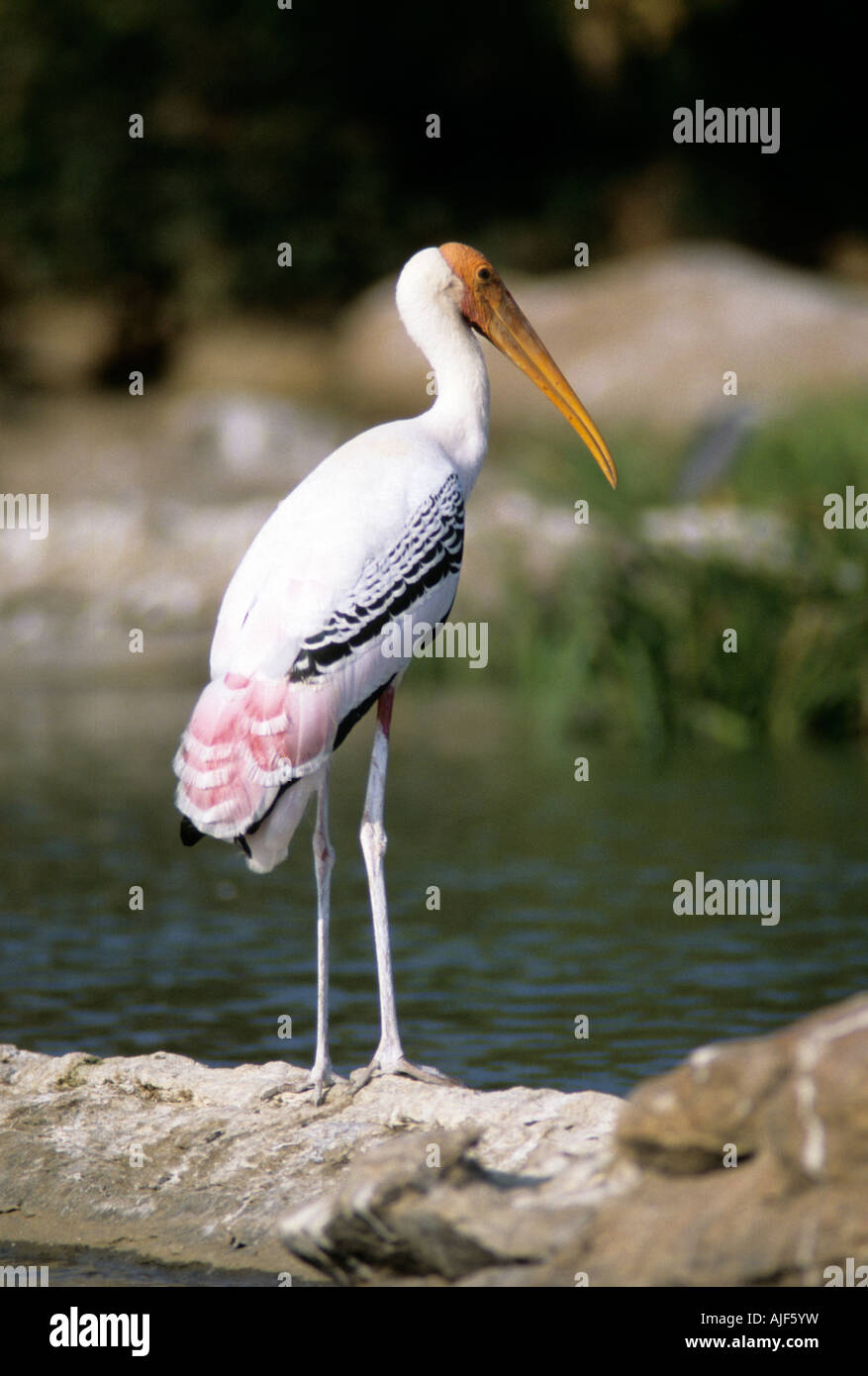 South India Karnataka Mysore Bird Sanctuary Painted Stork Stock Photo ...