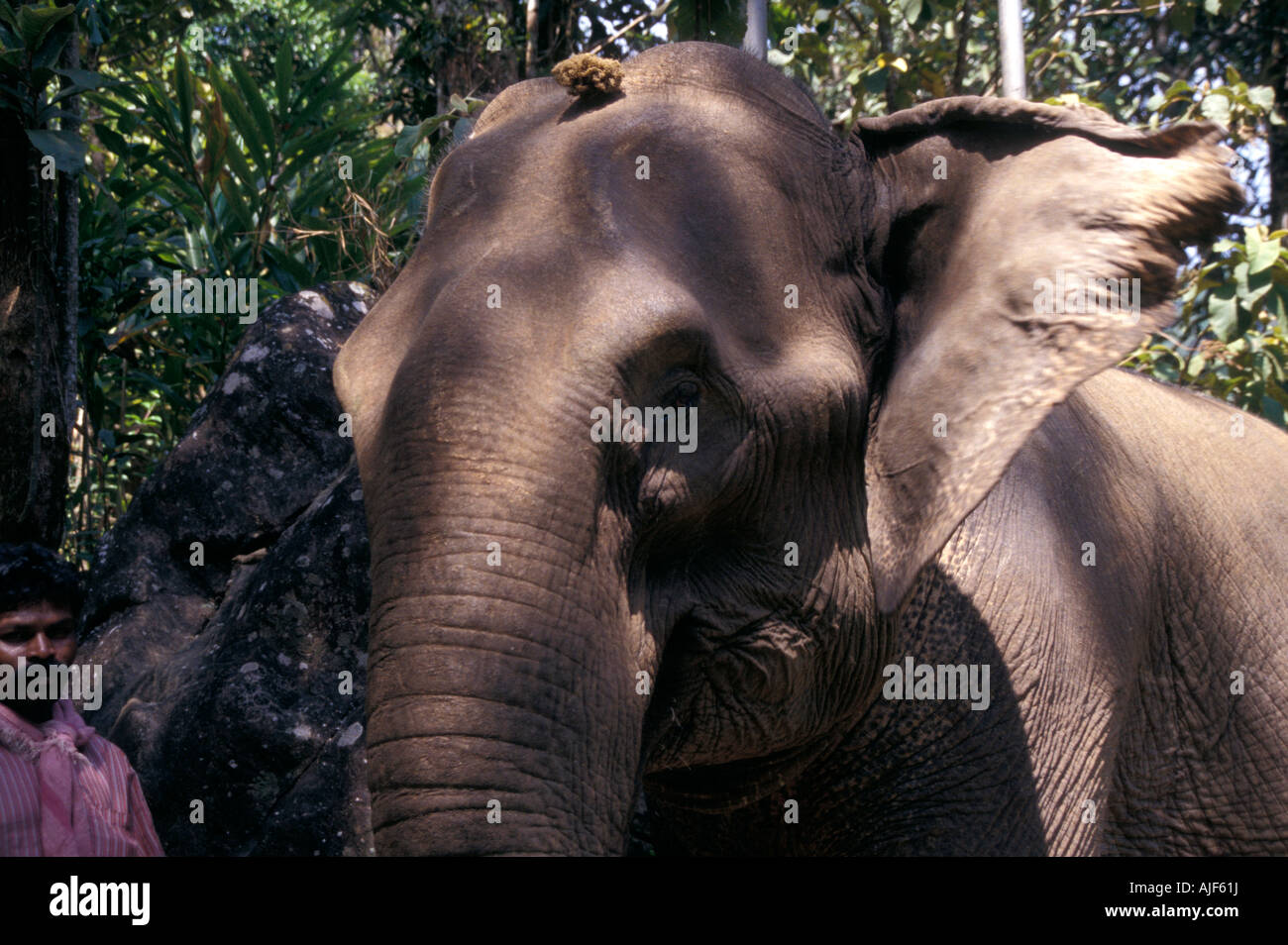 South India Kerala Domestic Elephant Stock Photo - Alamy