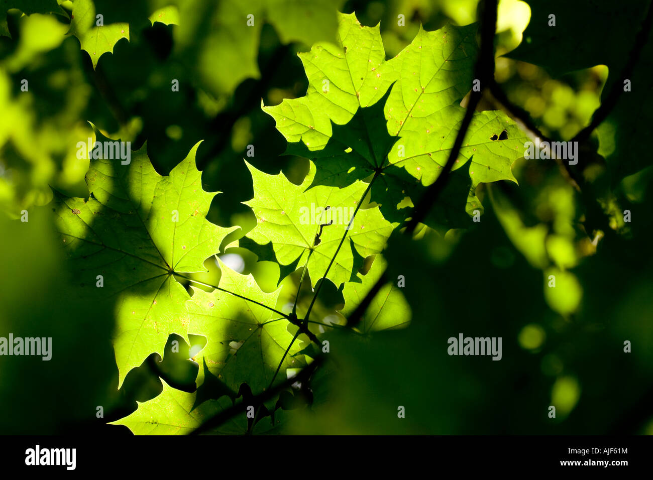 Backlit maple leaves Stock Photo - Alamy