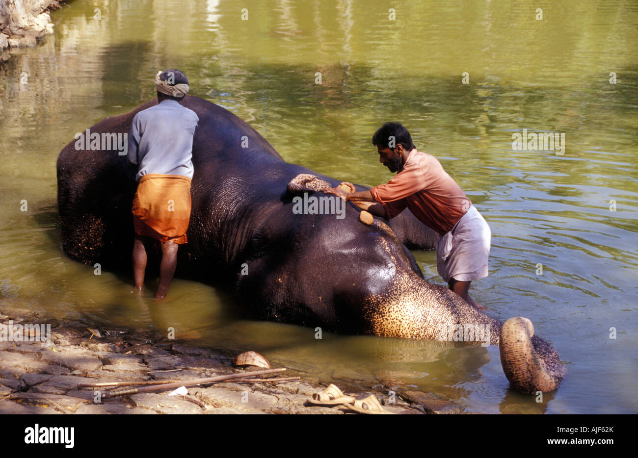 South India Kerala Domestic Elephant Washing Stock Photo - Alamy