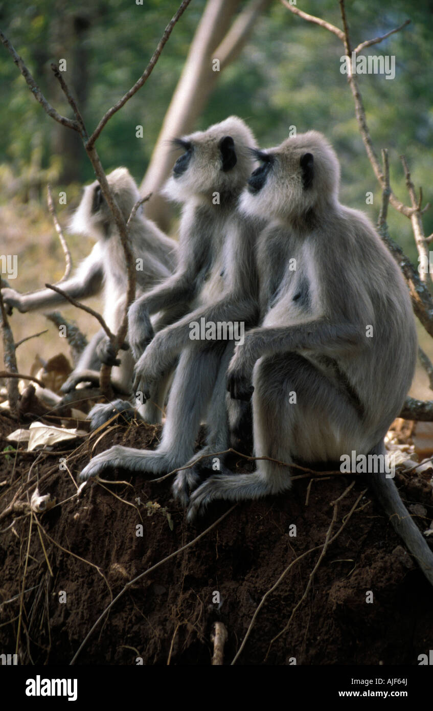 South India Karnataka Nagarhole National Park Langar Monkeys Stock ...