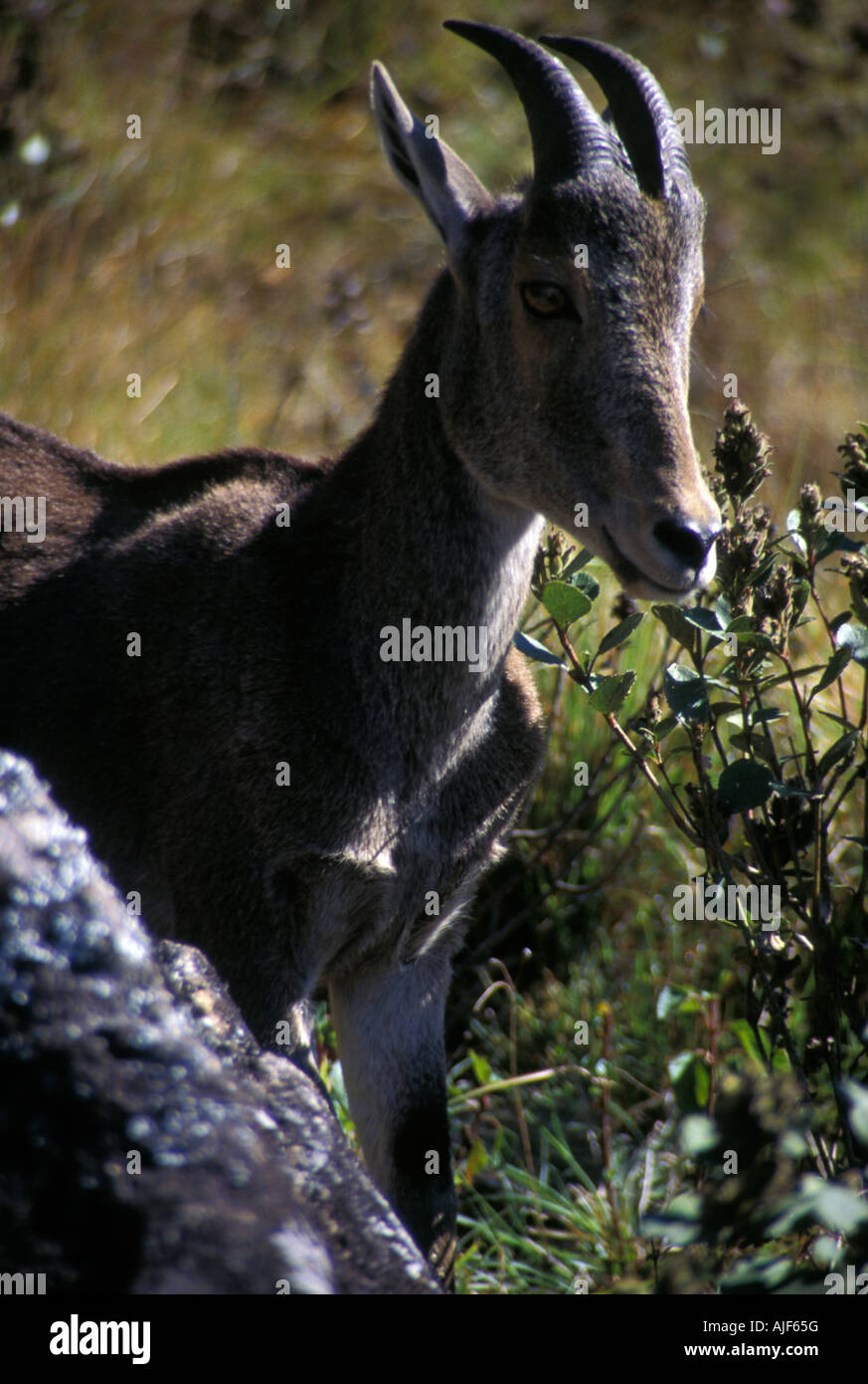 South India Kerala Munnar Nilgiri Thar Goat Stock Photo - Alamy