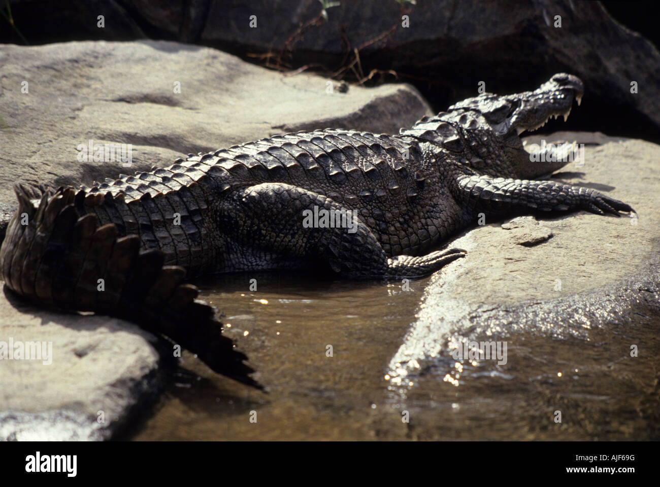 South India Karnataka Mysore Bird Sanctuary Mugger Crocodiles Stock ...