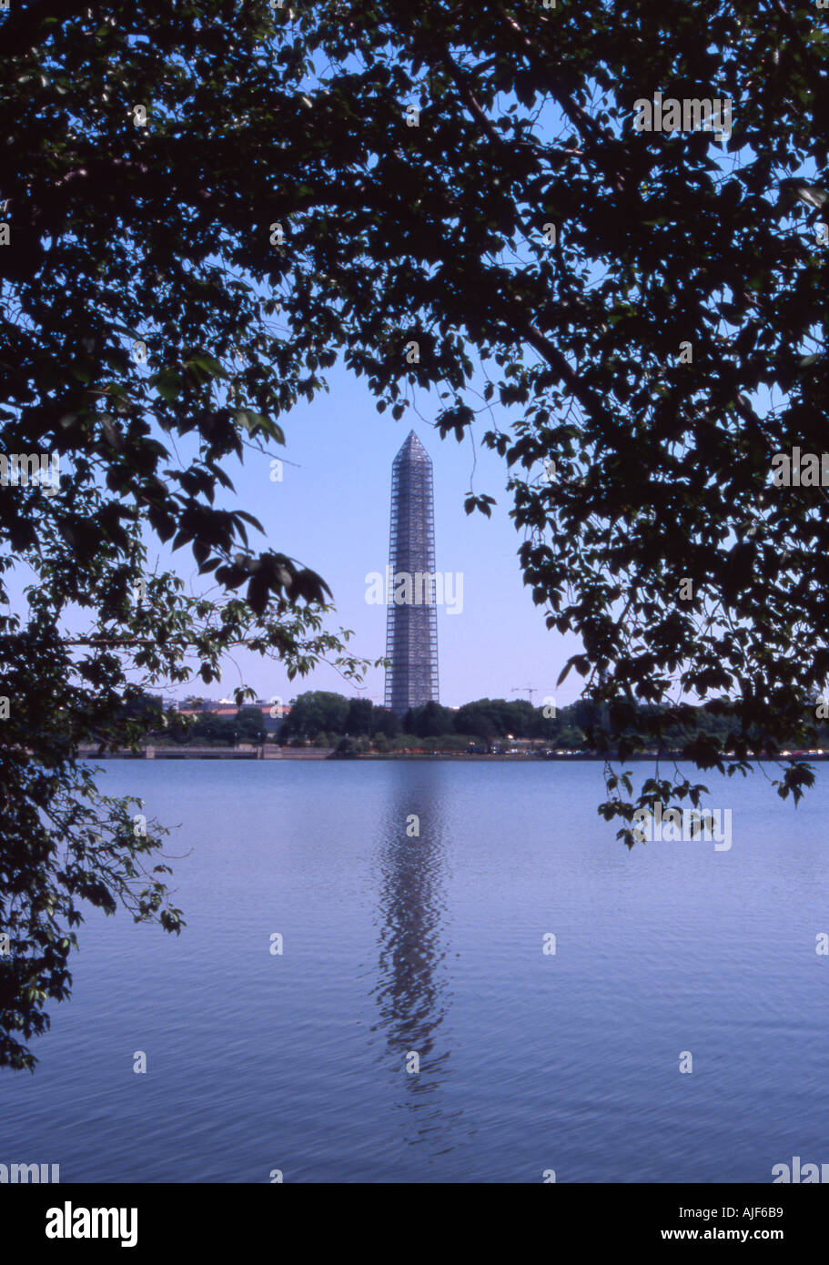 washington DC monument framed by a tree branch Stock Photo - Alamy