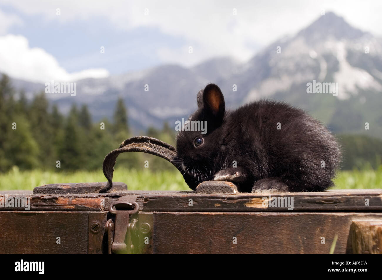 Black bunny rabbit on old tool box Stock Photo - Alamy