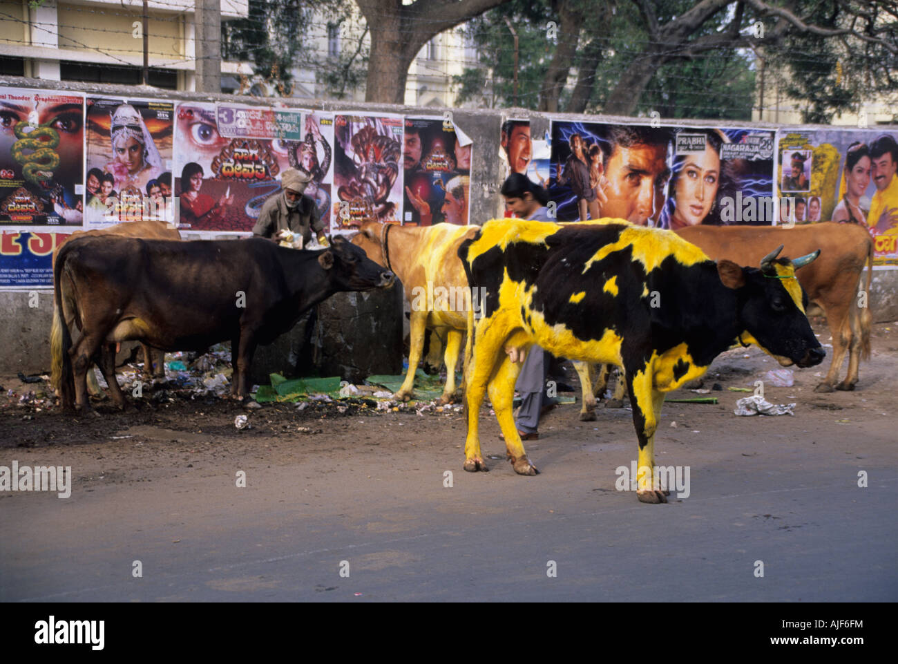 South India Karnataka Mysore Market Holy Cow Stock Photo - Alamy