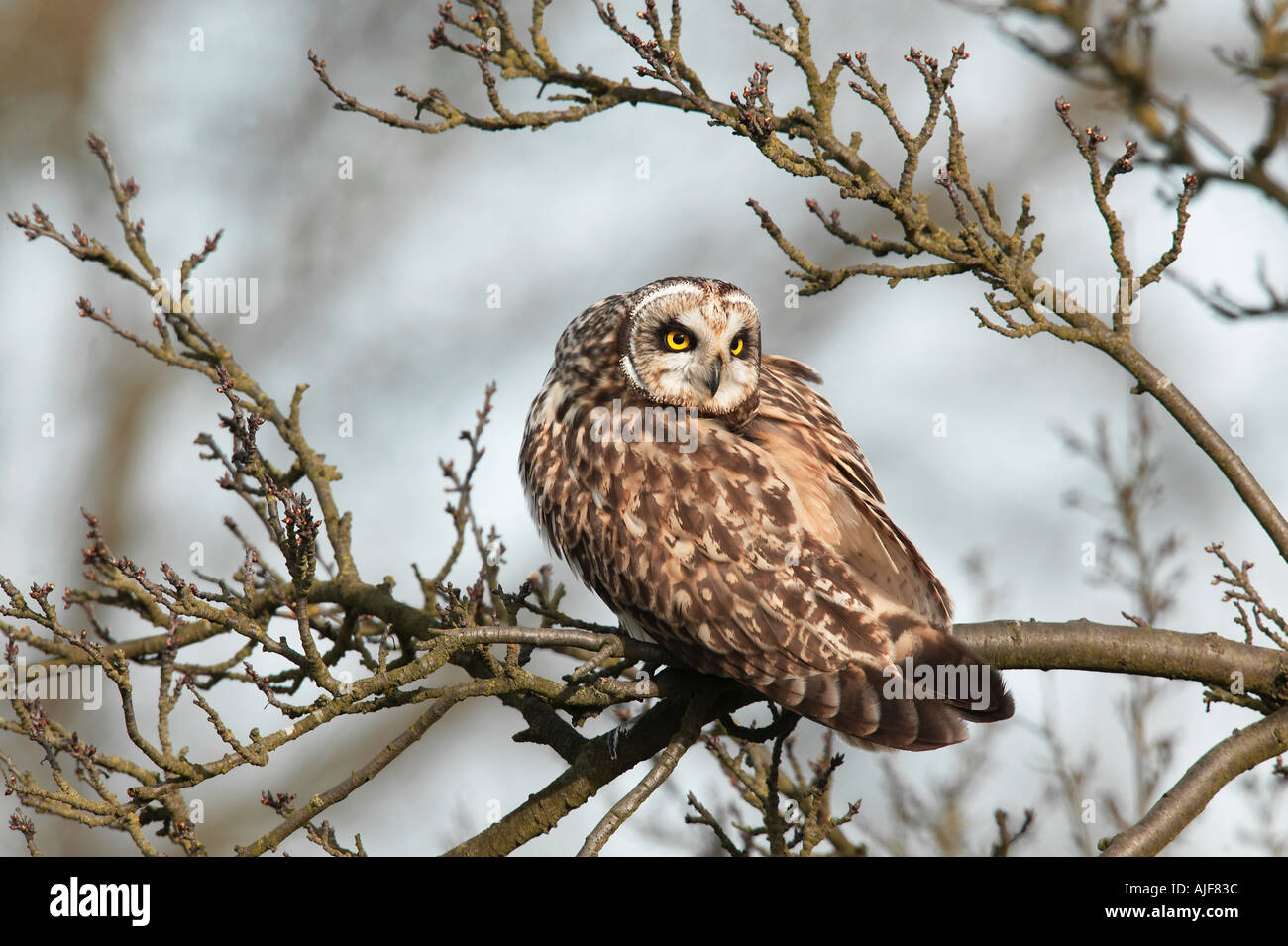 Owl looking over shoulder hi-res stock photography and images - Alamy