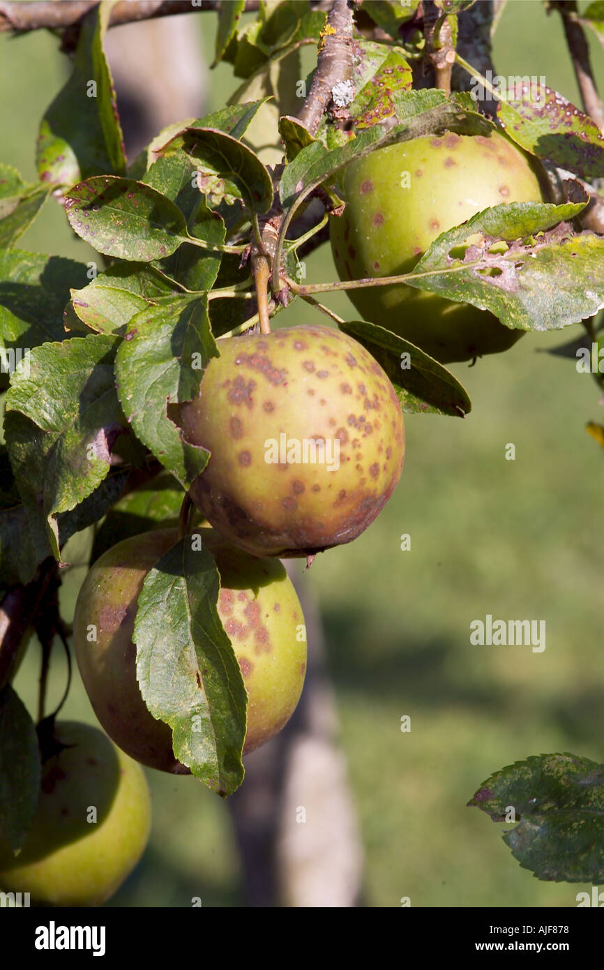 Spots on apples hi-res stock photography and images - Alamy