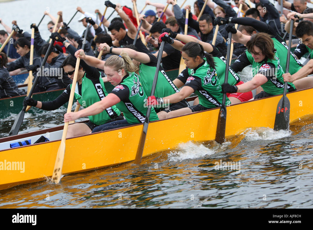 dragon boat team working together padding in unison Stock Photo - Alamy