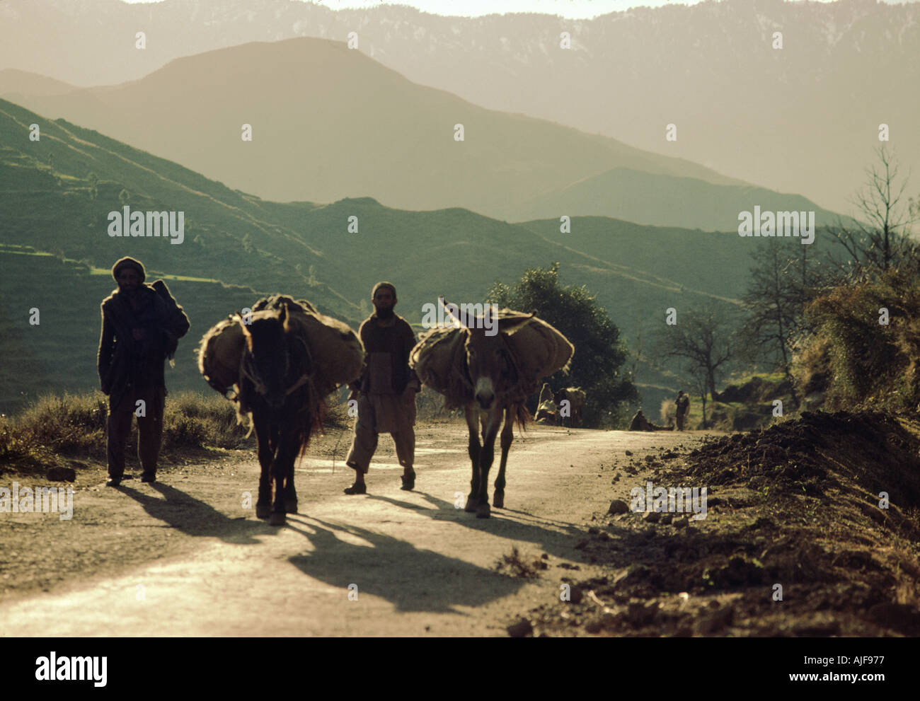 Pakistan Northwest Frontier Province Swat Valley mules being walked up ...