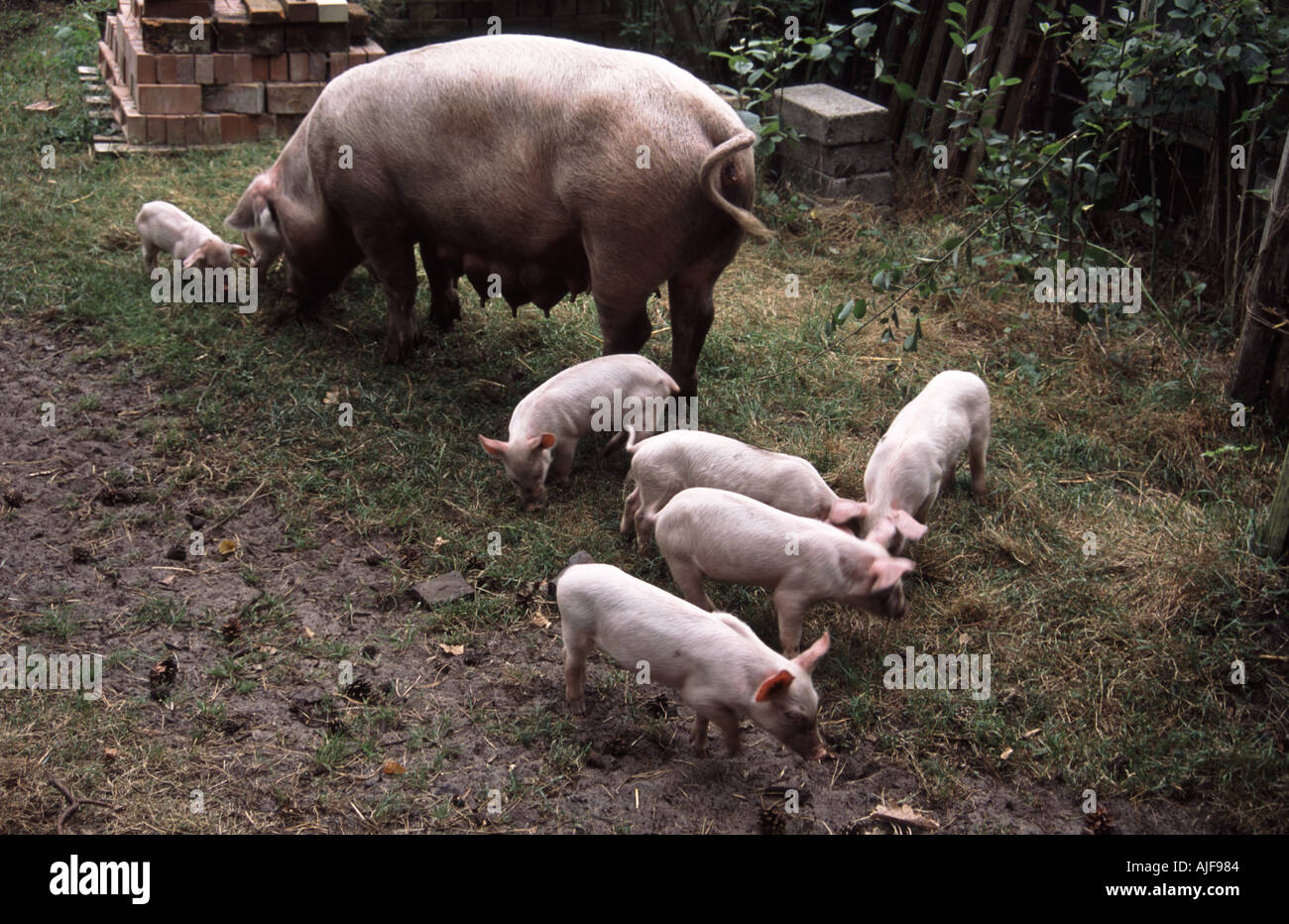 Farming free range pig family piglets with sow Stock Photo - Alamy