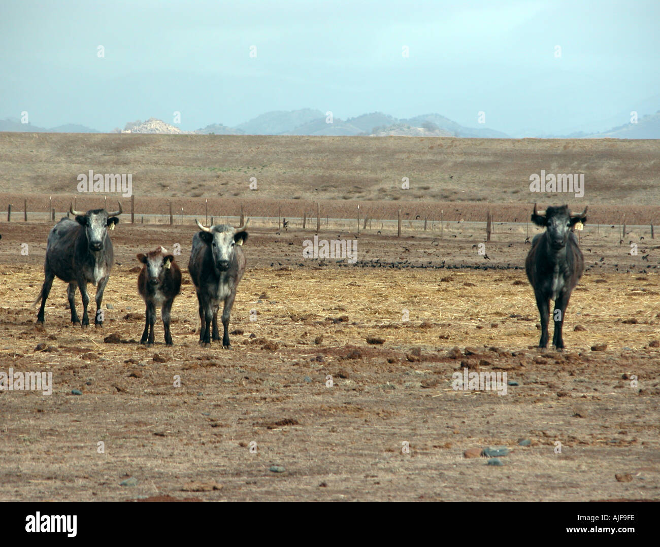 Cows in california central valley hi-res stock photography and images ...