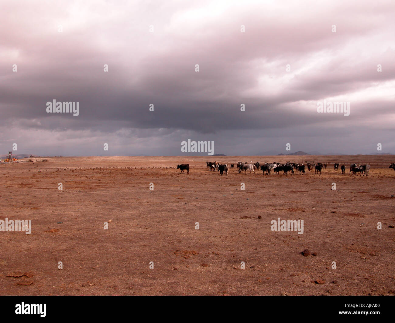 cattle herd heading for the barn impending rainstorm Stock Photo - Alamy