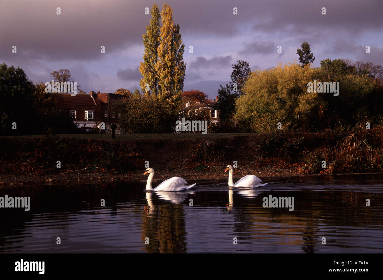 Sunbury surrey thames swans hi-res stock photography and images - Alamy