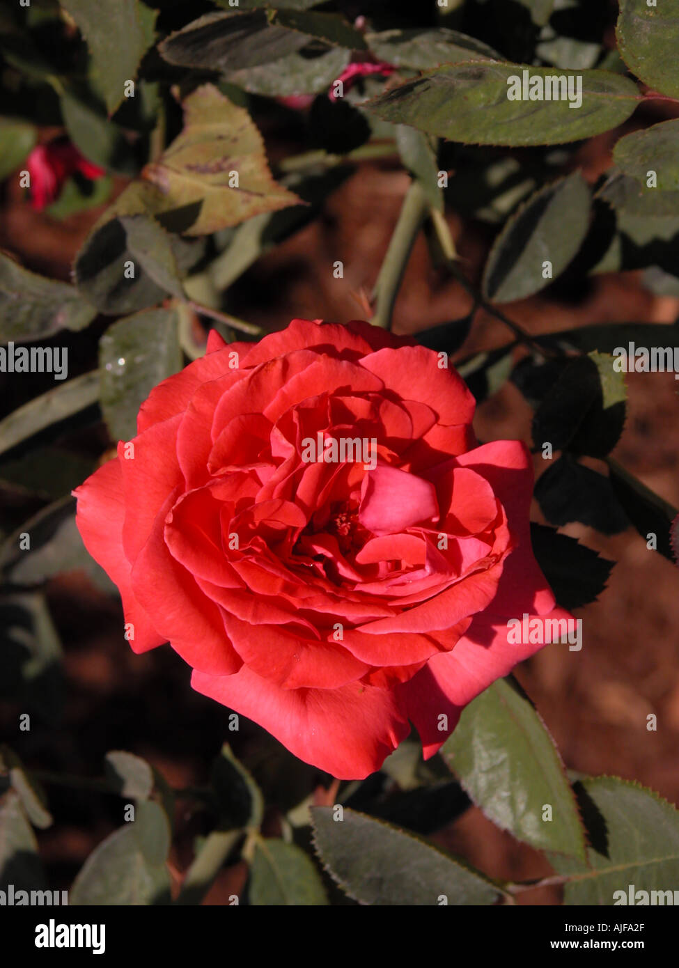 Key Largo rose Stock Photo - Alamy