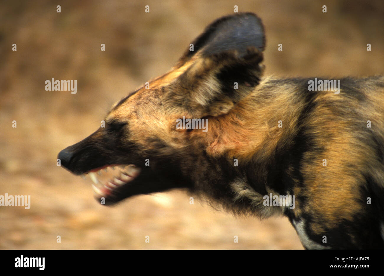 Dog Snarl Profile