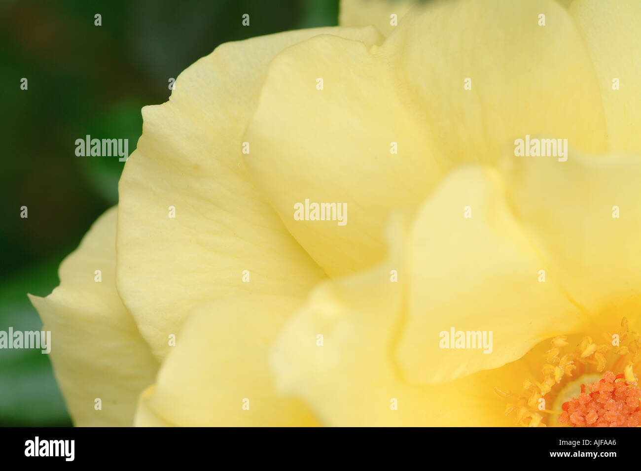 Rose curve hi-res stock photography and images - Alamy