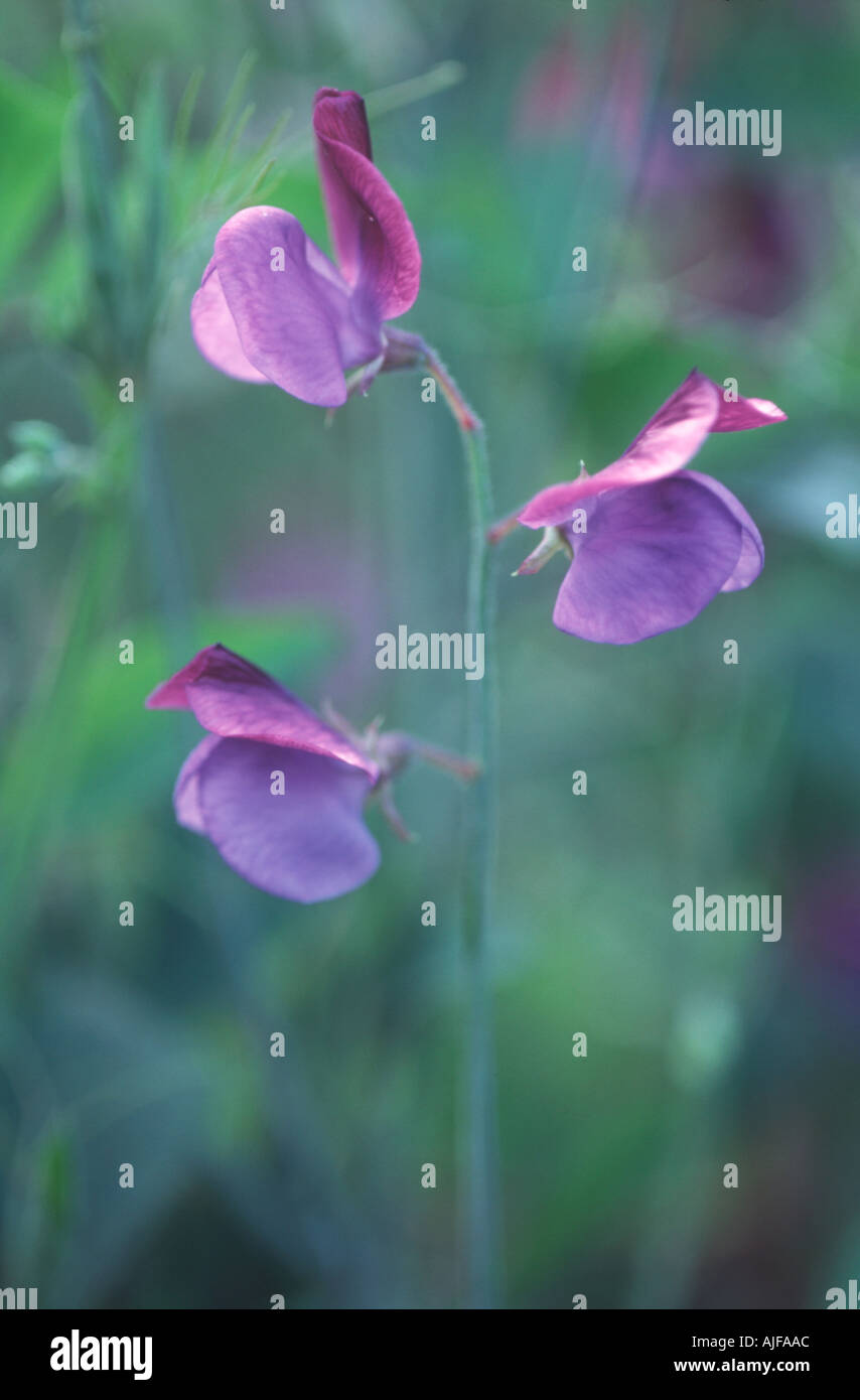 Close up of delicate lilac sweet pea Lathyrus odoratus Matucana in the ...