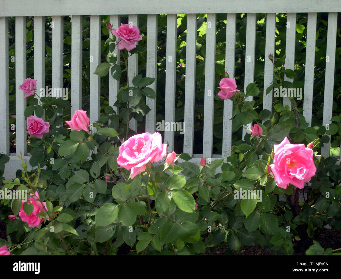 rose fence 2 Stock Photo - Alamy