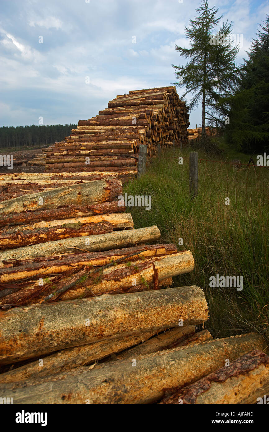 Stacked Logs from the Forrestry Commission waiting for Transportation ...