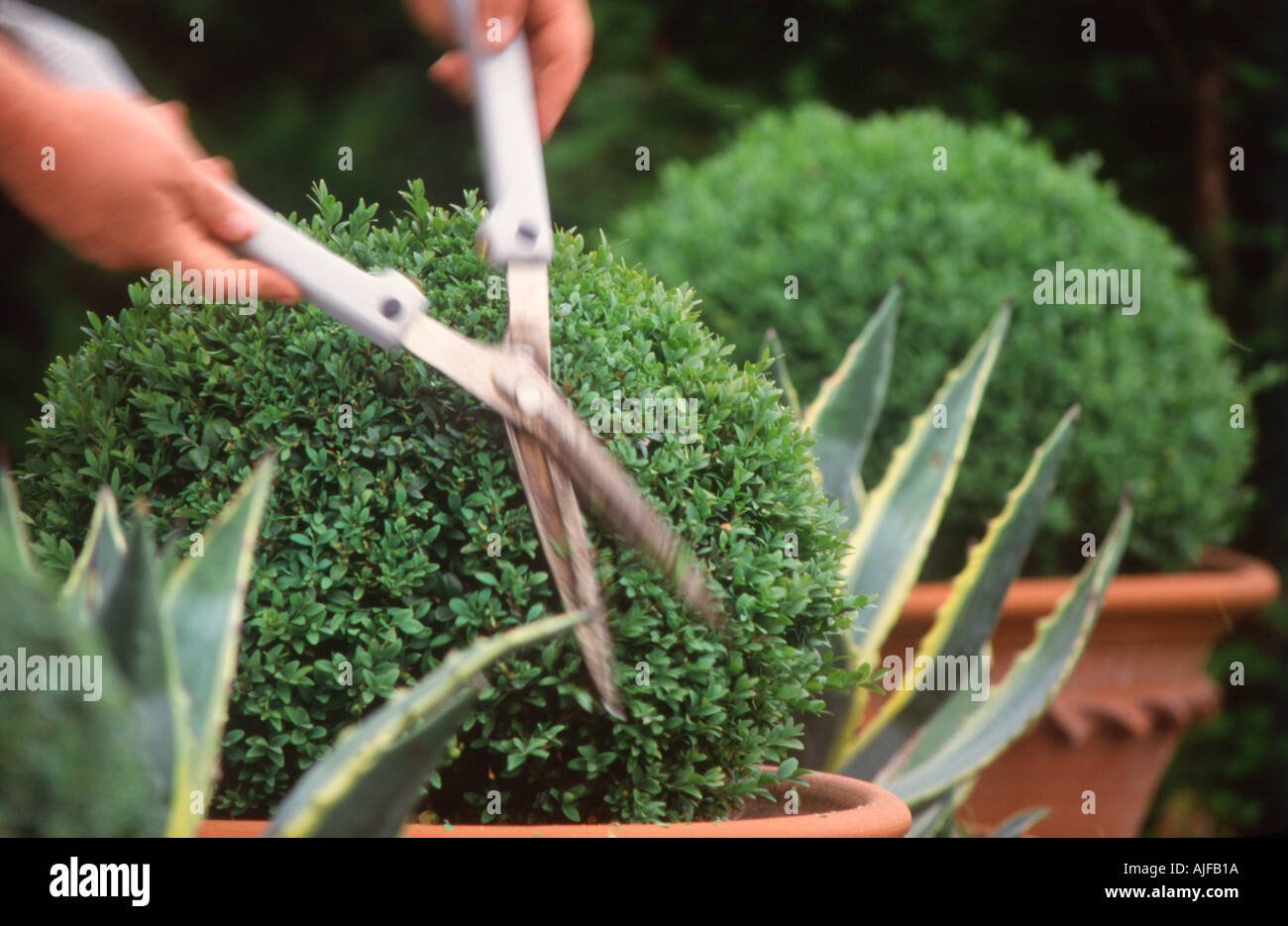 Staff gardener trimming box ball topiary at Westbury Court Garden ...