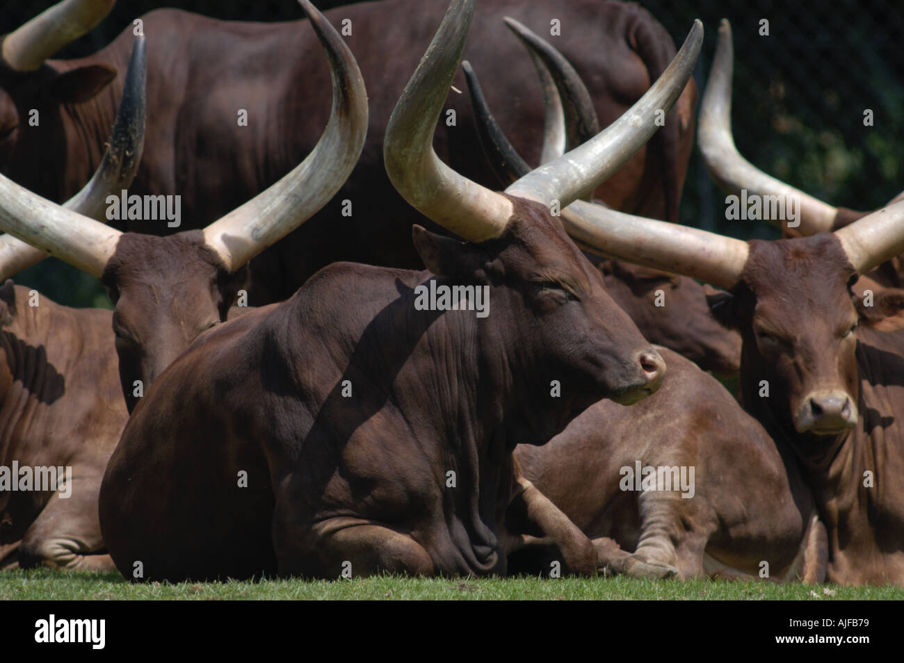 Ankole Longhorn Cattle breed of domestic cattle prized in parts of East ...