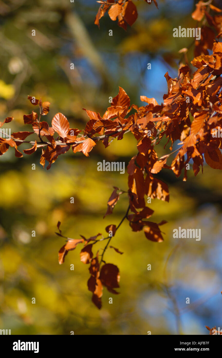 Copper beech fall leaves hi-res stock photography and images - Alamy
